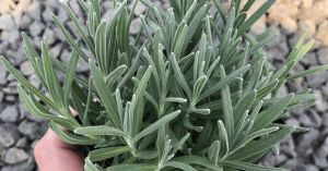 Why Is My Lavender Dying? | How to Revive a Dying Lavender - Garden Doctor