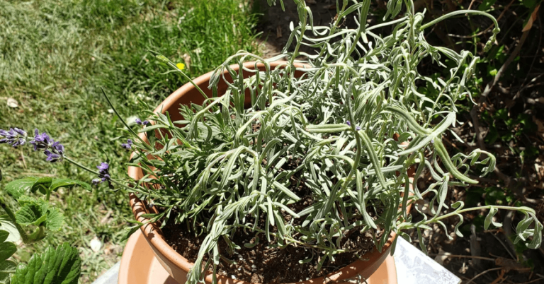 Why Is My Lavender Dying? | How to Revive a Dying Lavender - Garden Doctor